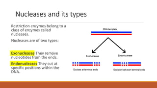 Biotechnology: Principles and Processes Class XII Chapter 11.pptx