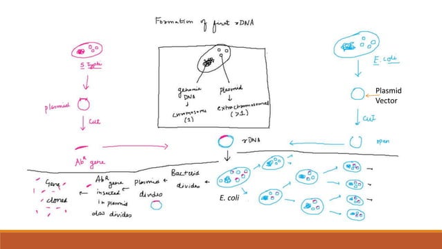 Biotechnology: Principles and Processes Class XII Chapter 11.pptx ...