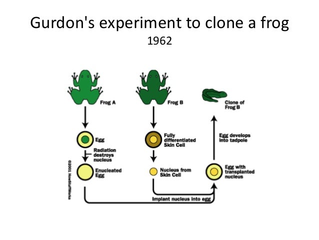 Biotech2012 spring 10_cloning