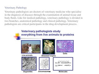 Biotechnology Pathology | PDF