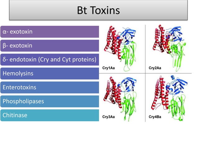 Bt Toxin as microbial insecticide | PPTX
