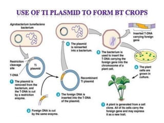 Bt Toxin as microbial insecticide | PPTX