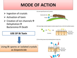 Bt Toxin as microbial insecticide | PPT