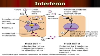 interferons | PPTX