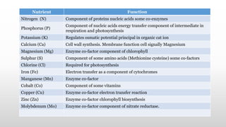 Biotechnology: steps in tissue culture | PPTX