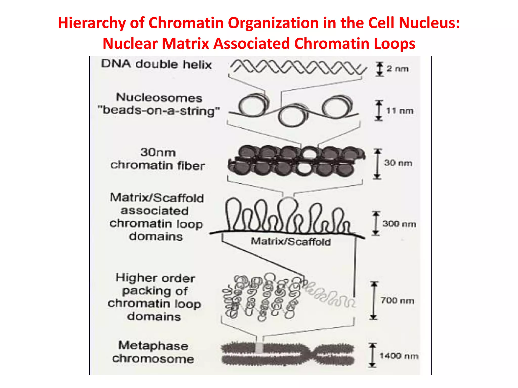 GENOME ORGANISATION IN EUKARYOTES | PPTX