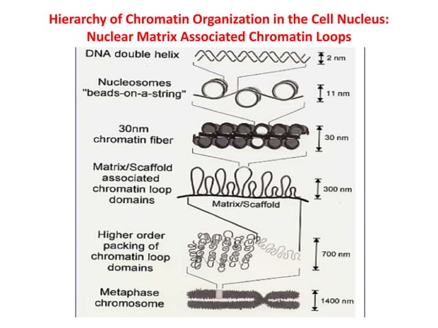 GENOME ORGANISATION IN EUKARYOTES | PPTX