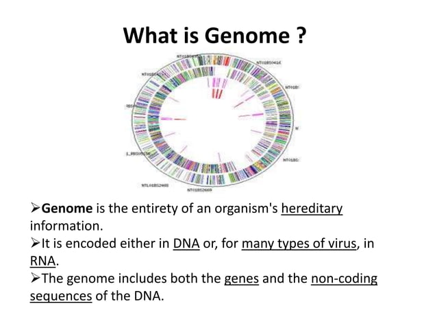 GENOME ORGANISATION IN EUKARYOTES | PPTX