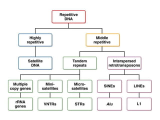 GENOME ORGANISATION IN EUKARYOTES | PPTX