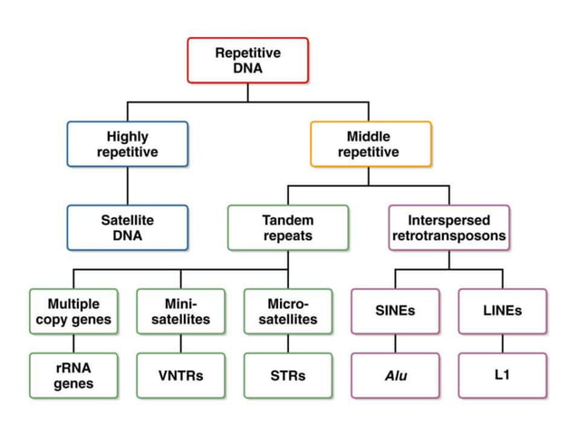 GENOME ORGANISATION IN EUKARYOTES | PPTX