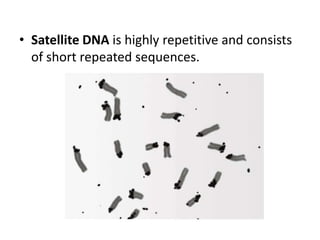 GENOME ORGANISATION IN EUKARYOTES | PPTX