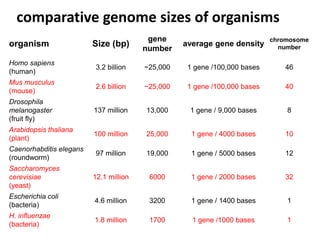 GENOME ORGANISATION IN EUKARYOTES | PPTX