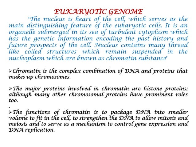 GENOME ORGANISATION IN EUKARYOTES | PPTX