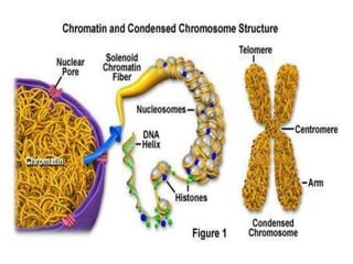 GENOME ORGANISATION IN EUKARYOTES | PPTX