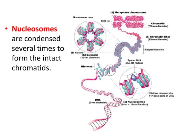Genome Organisation In Eukaryotes Ppt