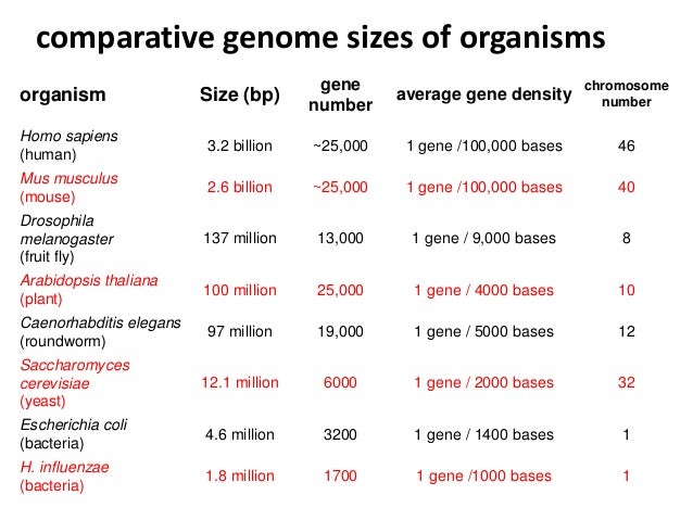 GENOME ORGANISATION IN EUKARYOTES