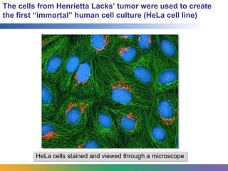 Presentation 3 - Henrietta Lacks and Her Cells | PPTX