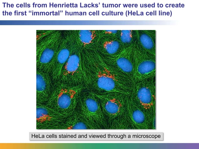 Presentation 3 - Henrietta Lacks and Her Cells | PPTX