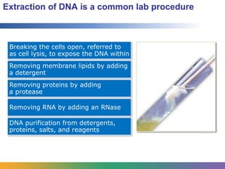 DNA in the Laboratory | PPTX | Biological Sciences | Science