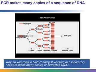 DNA in the Laboratory | PPTX | Biological Sciences | Science