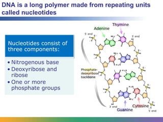 DNA in the Laboratory | PPTX | Biological Sciences | Science