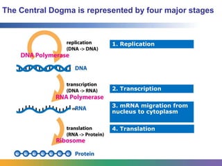 DNA in the Laboratory | PPT