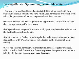 Biotechnological applications in Male Sterility and Hybrid Breeding | PPTX