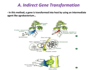 Biotechniques & Biotechnologies | PPT