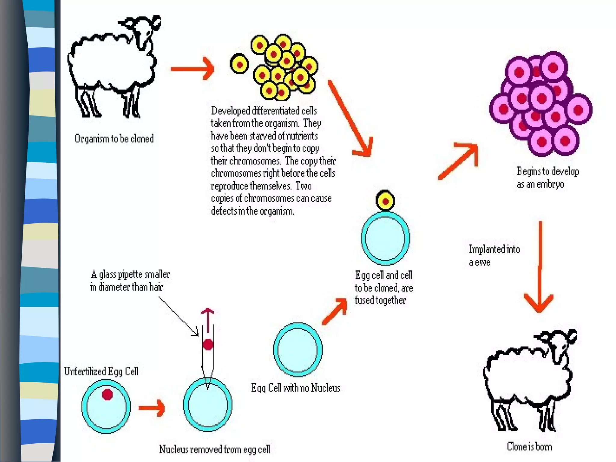 Biotechnology in livestock improvement | PPT