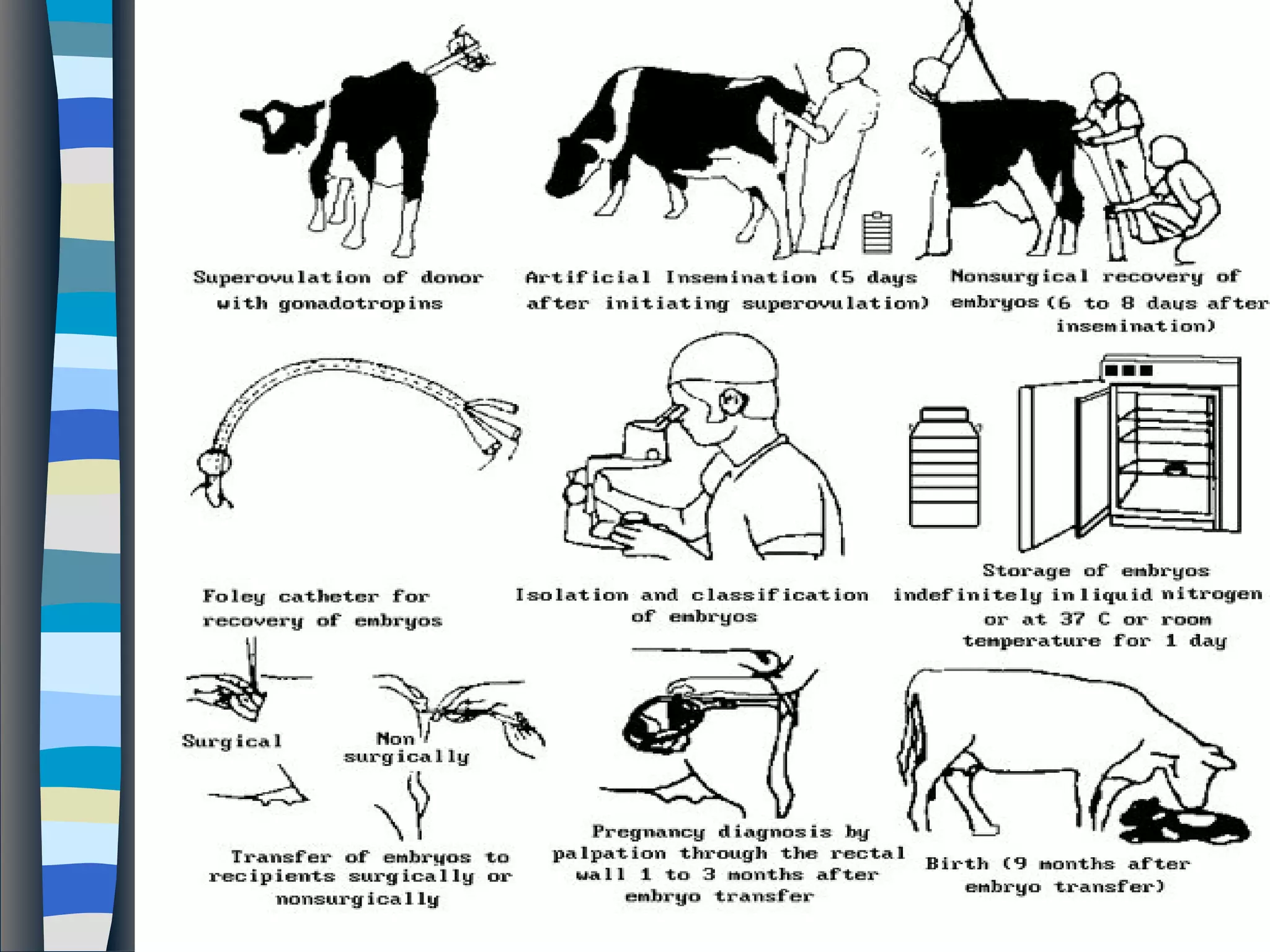 Biotechnology in livestock improvement | PPT