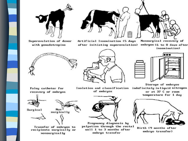 Biotechnology in livestock improvement | PPT | Infertility ...