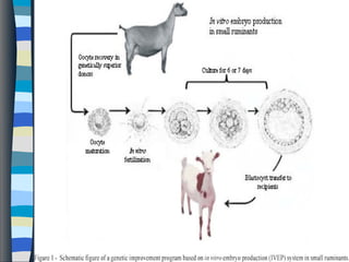 Biotechnology In Animals