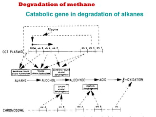 Biotechnological applications for environmental waste management | PPT
