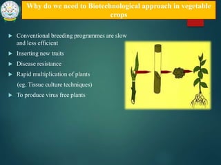 Biotechnological approaches of Tuber and Leafy Vegetables ppt.pptx
