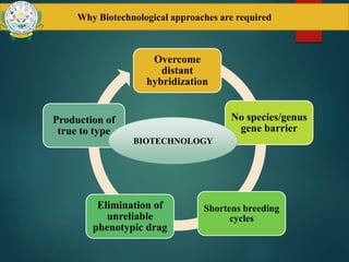 Biotechnological approaches of Tuber and Leafy Vegetables ppt.pptx