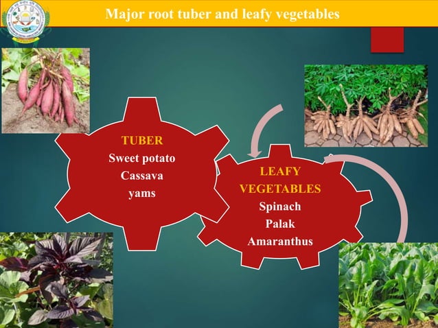 Biotechnological approaches of Tuber and Leafy Vegetables ppt.pptx