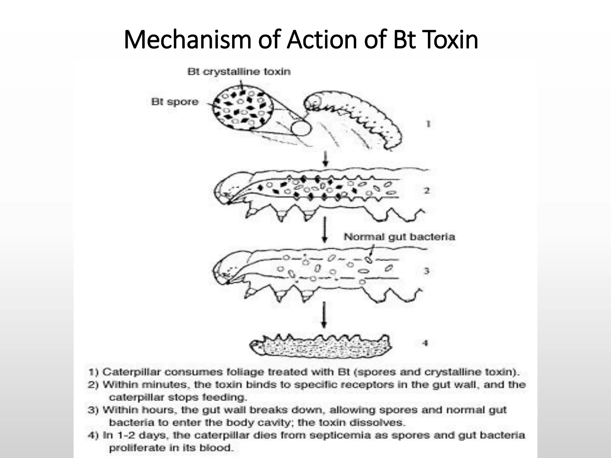 Biotechnological approach to develop insect resistant crops | PDF
