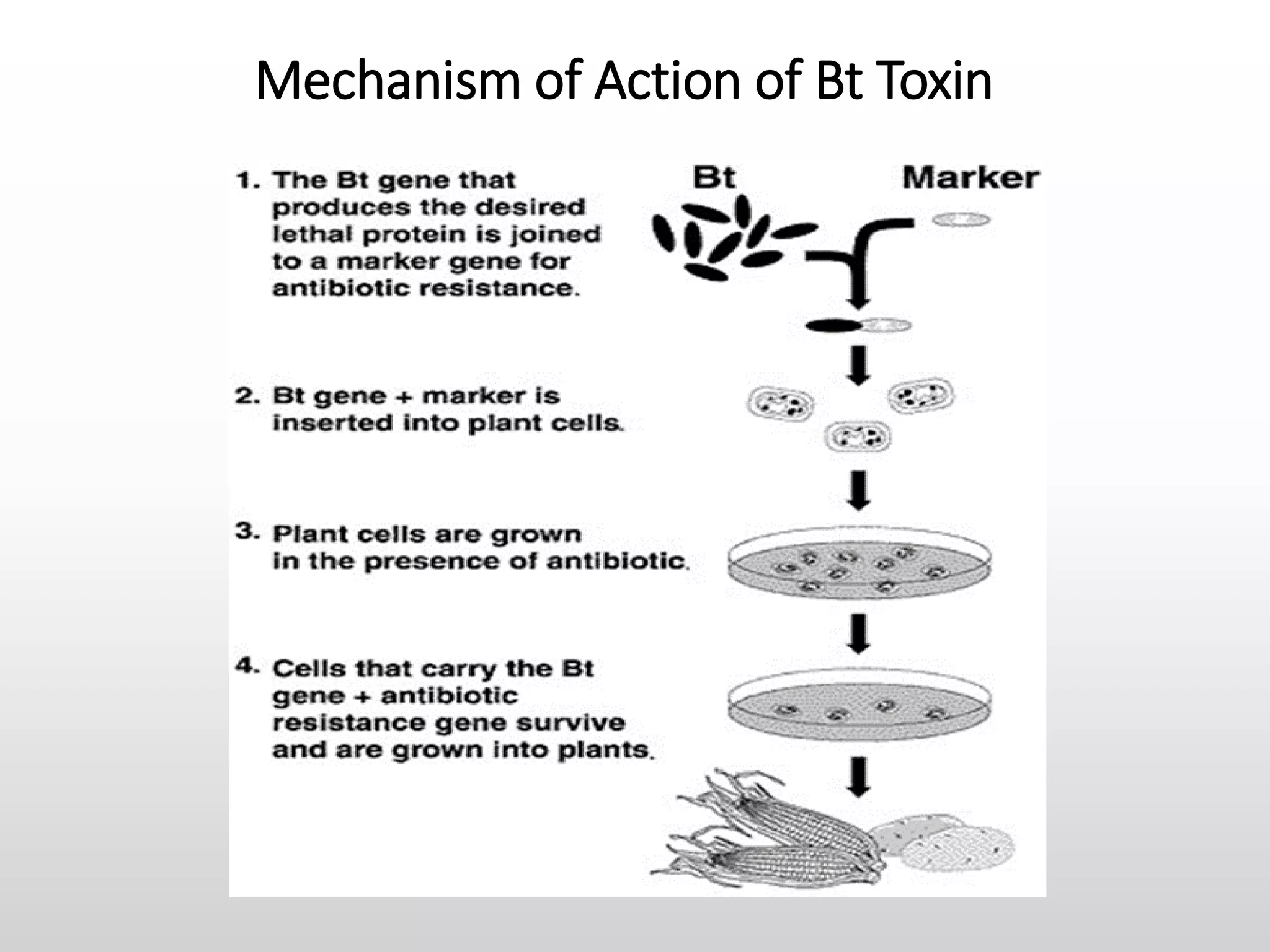Biotechnological approach to develop insect resistant crops | PDF