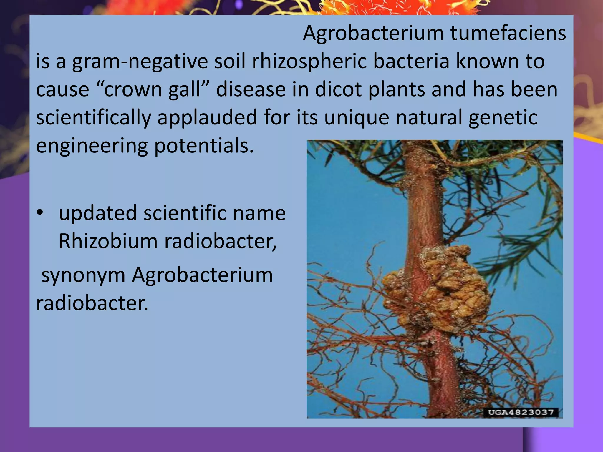 agro bacterium tumefaciens | PDF