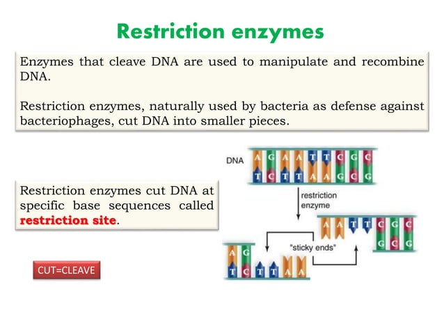 Biotechnology CLIL module | PPTX