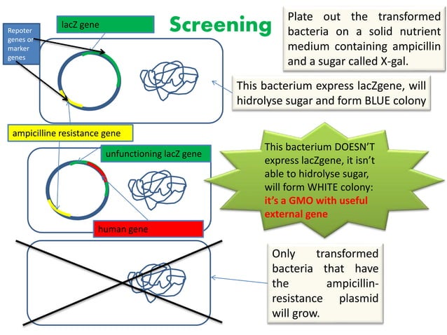 Biotechnology CLIL module | PPTX