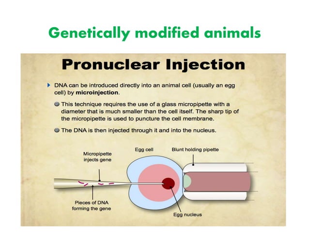 Biotechnology CLIL module | PPTX