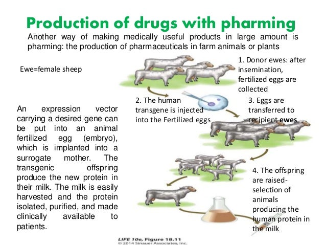 Biotechnology CLIL module