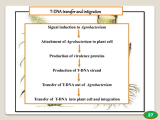 Biotechnology improvement tools in sugarcane crop improvement | PPT
