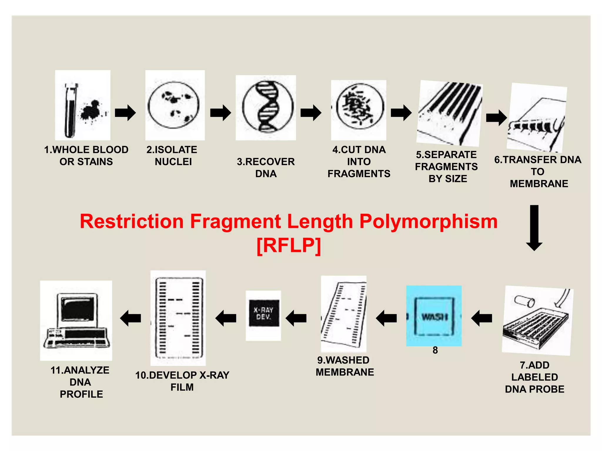 Role of biotechnology in forensic science | PPTX