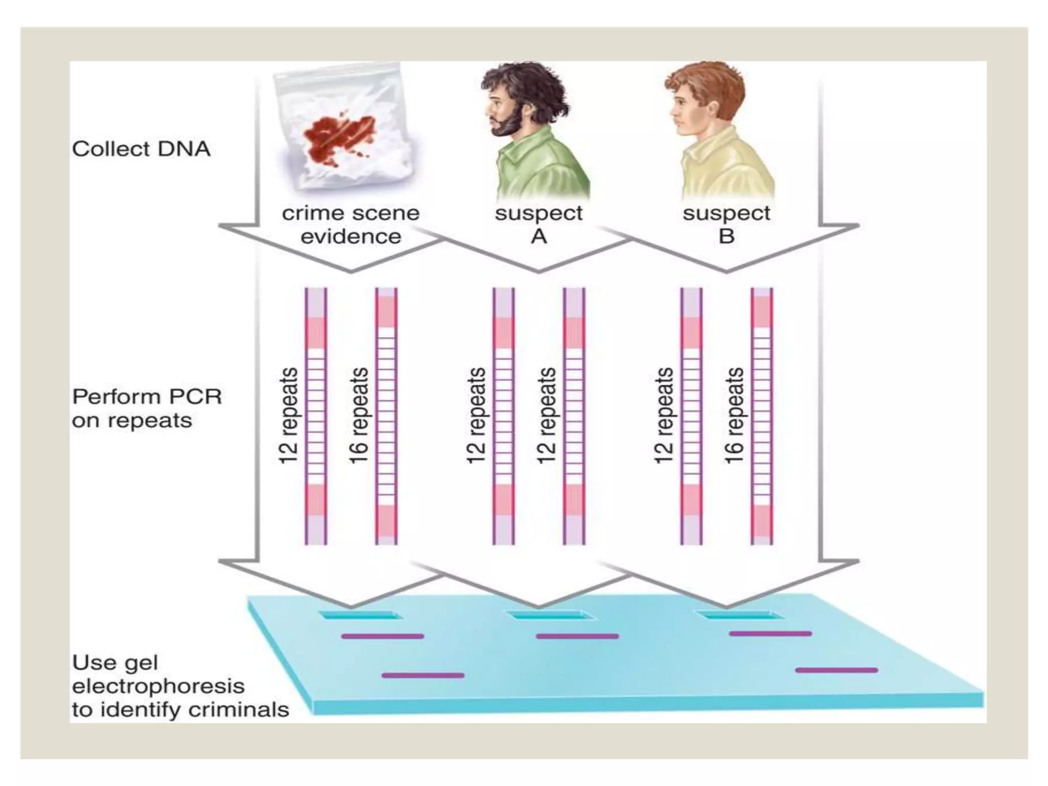 Role of biotechnology in forensic science | PPTX