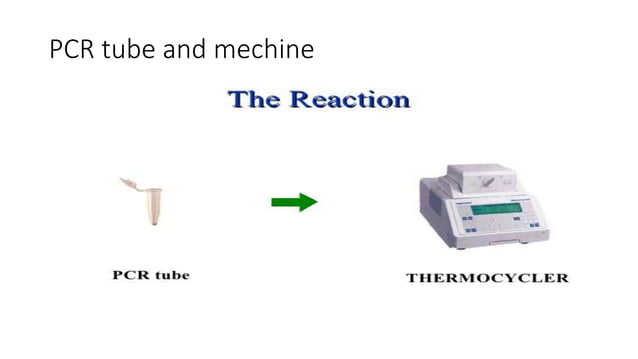 PCR biotechnology | PPTX | Chemistry | Science
