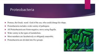 Industrial value of bacteria | PPTX