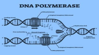 biotechnology DNA polymerase power point | PPTX | Chemistry | Science