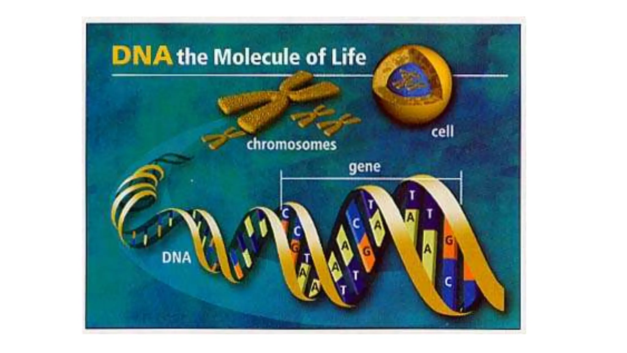 Biotechnology: Basic concepts, Principles and Scope | PPTX